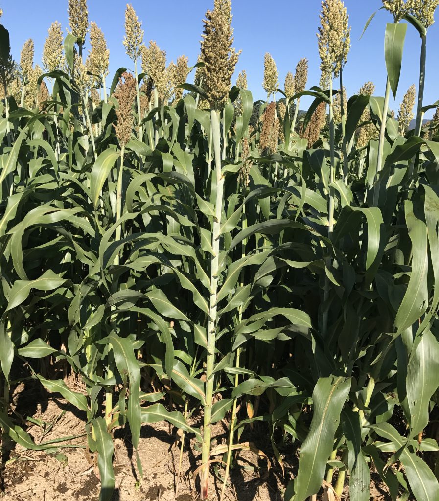 King's Agriseed | Forage Sorghums | Sorghum-sudans | Sudangrass