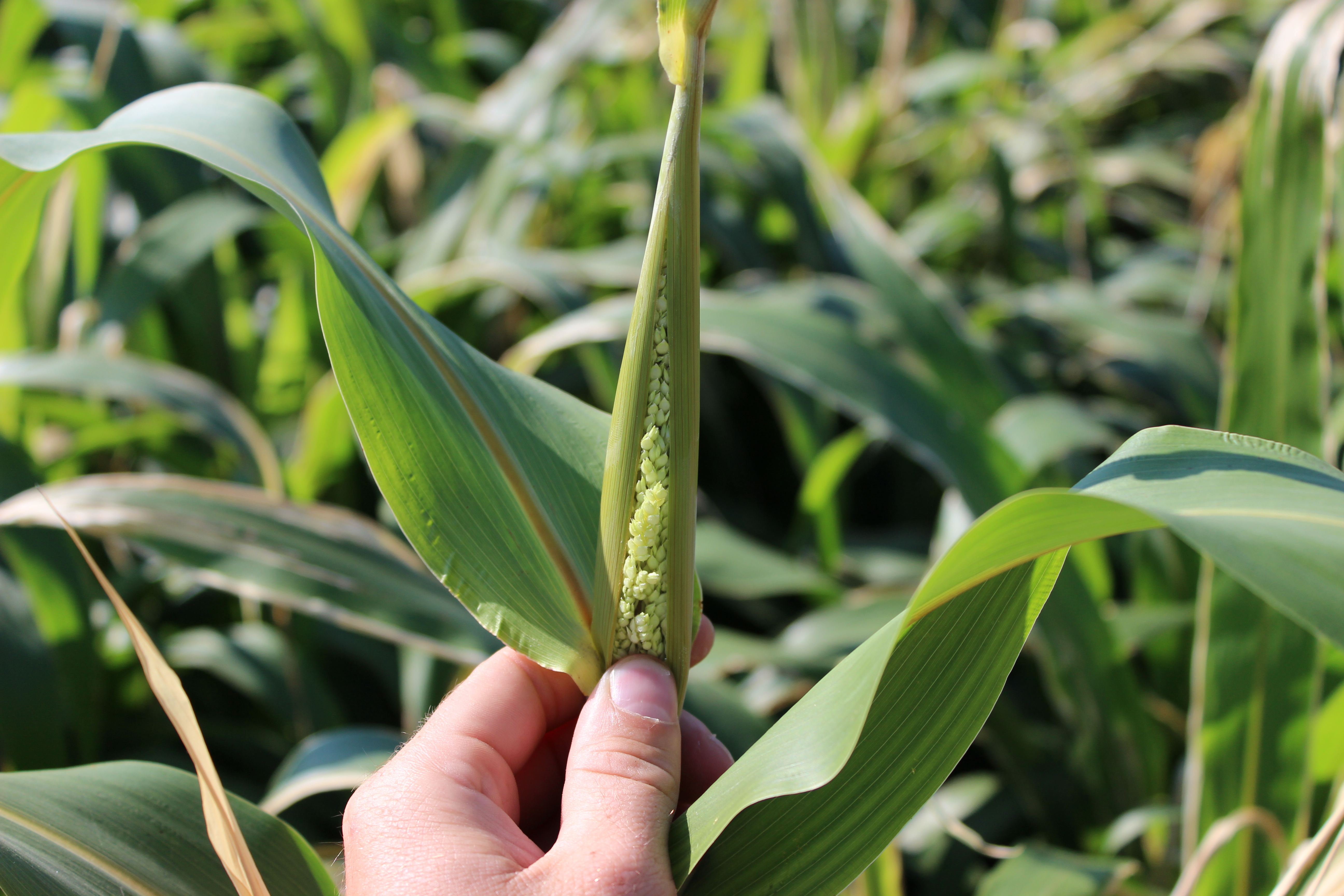 More Questions Than Answers King s AgriSeeds more-questions-than-answers-king-s-agriseeds