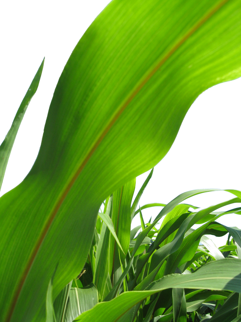 Corn leaf - King's AgriSeeds