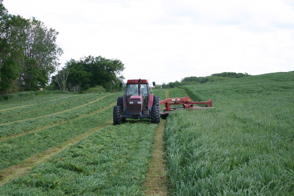 Grasses | Forage and Crop Covers | King's AgriSeed