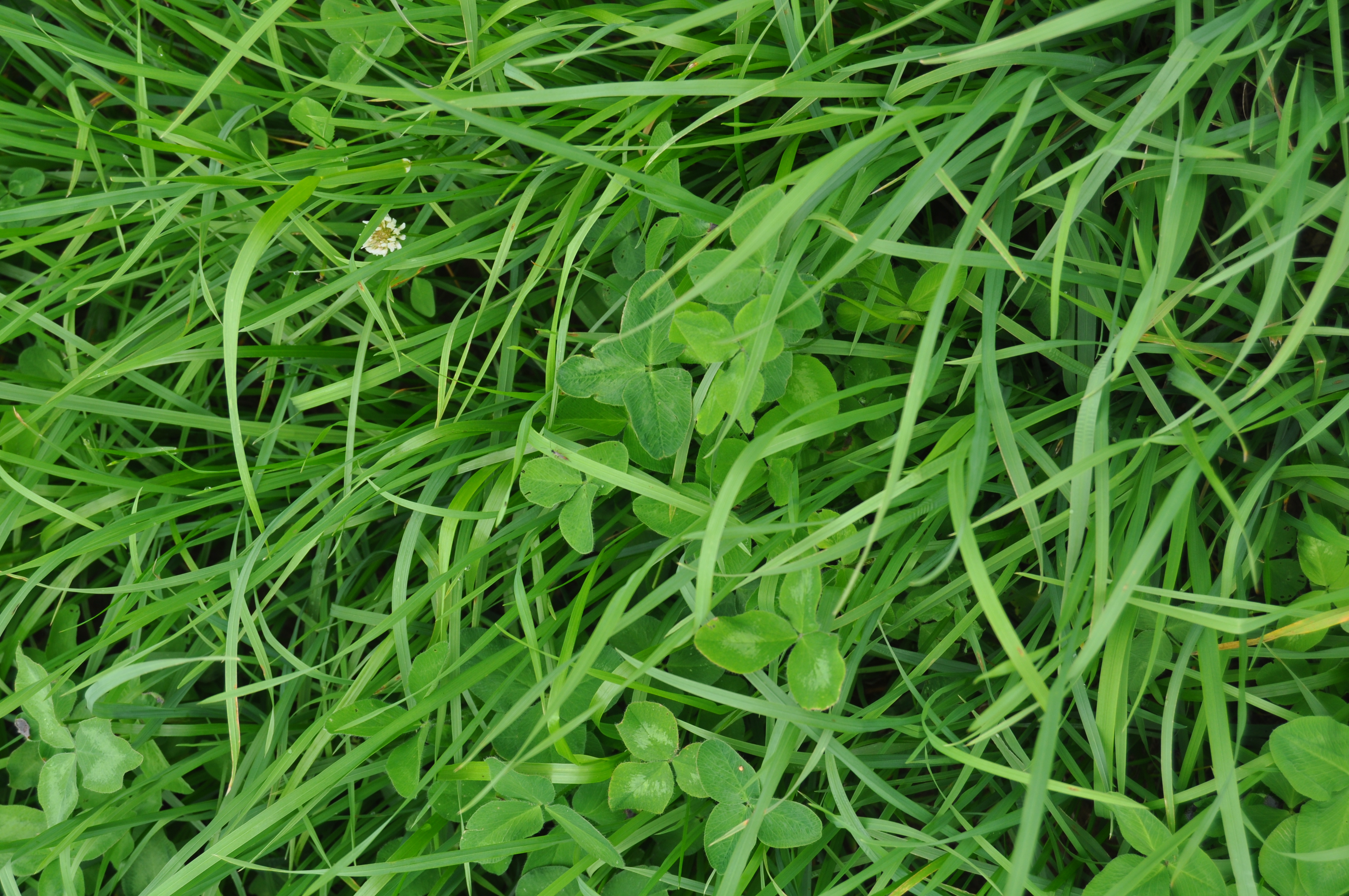 Perennial Mixtures - King's AgriSeeds