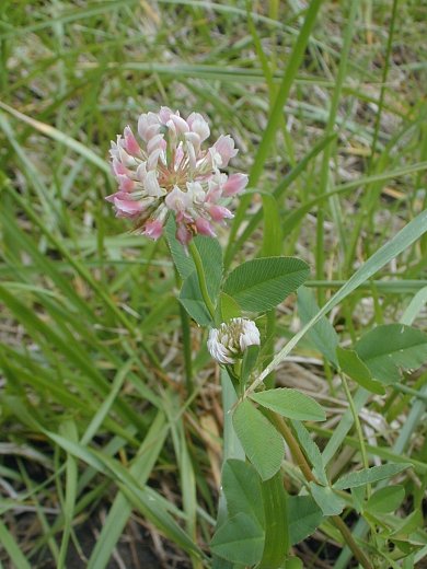 Perennial Forage Mixtures | Alfalfa and Clover | King's Agriseed